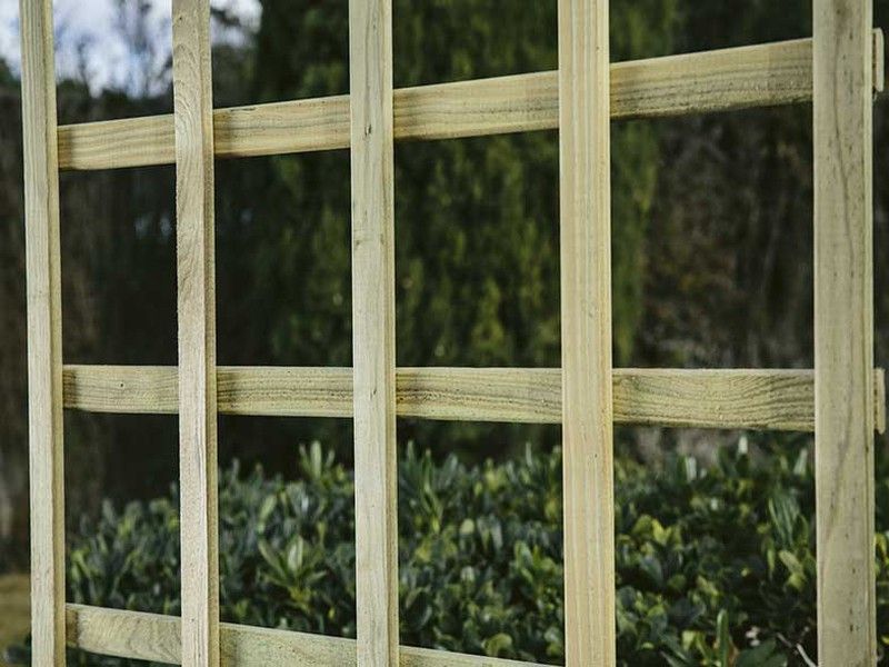 WINDOWNATURE Celosia cuadrada Catral — Azulejossola